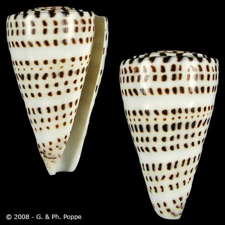 Describing Fake Shells | Shell Topics | Conchology