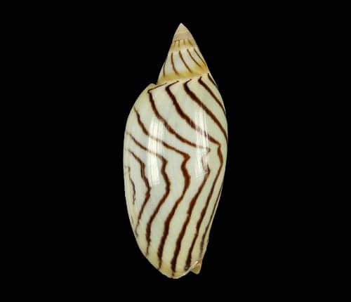 Shell Encyclopedia - Conchological MegaDatabase Iconographic Overview ...