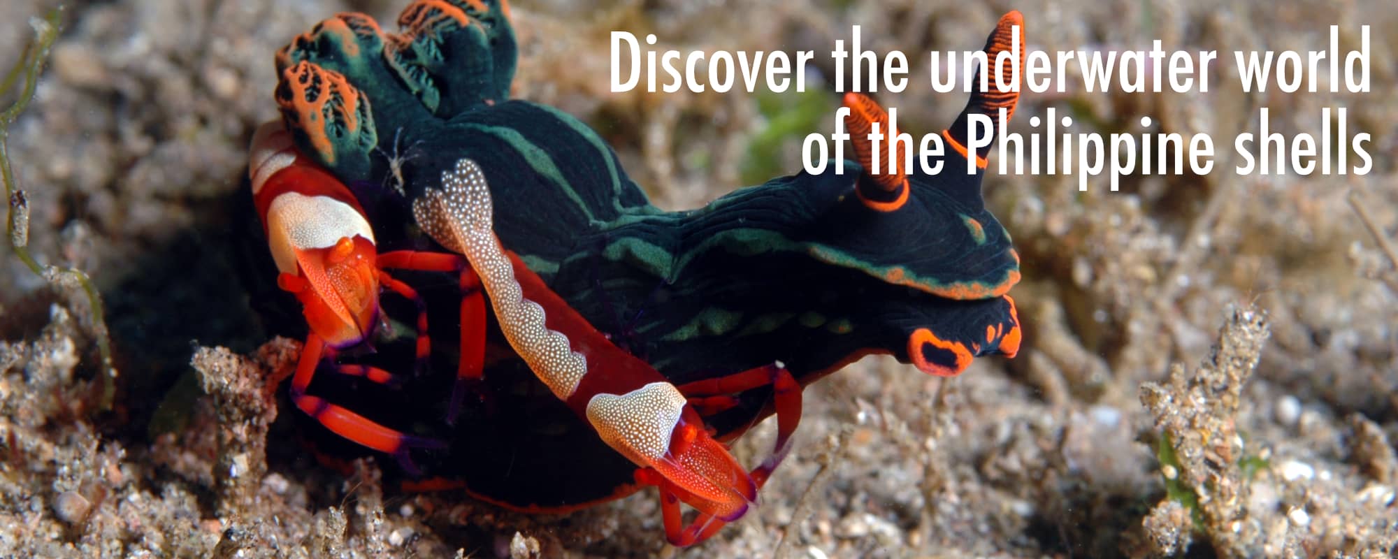 Shells For Sale | The Largest Official Seashells Website | Conchology