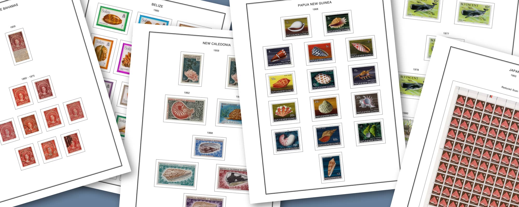 Shells For Sale | The Largest Official Seashells Website | Conchology